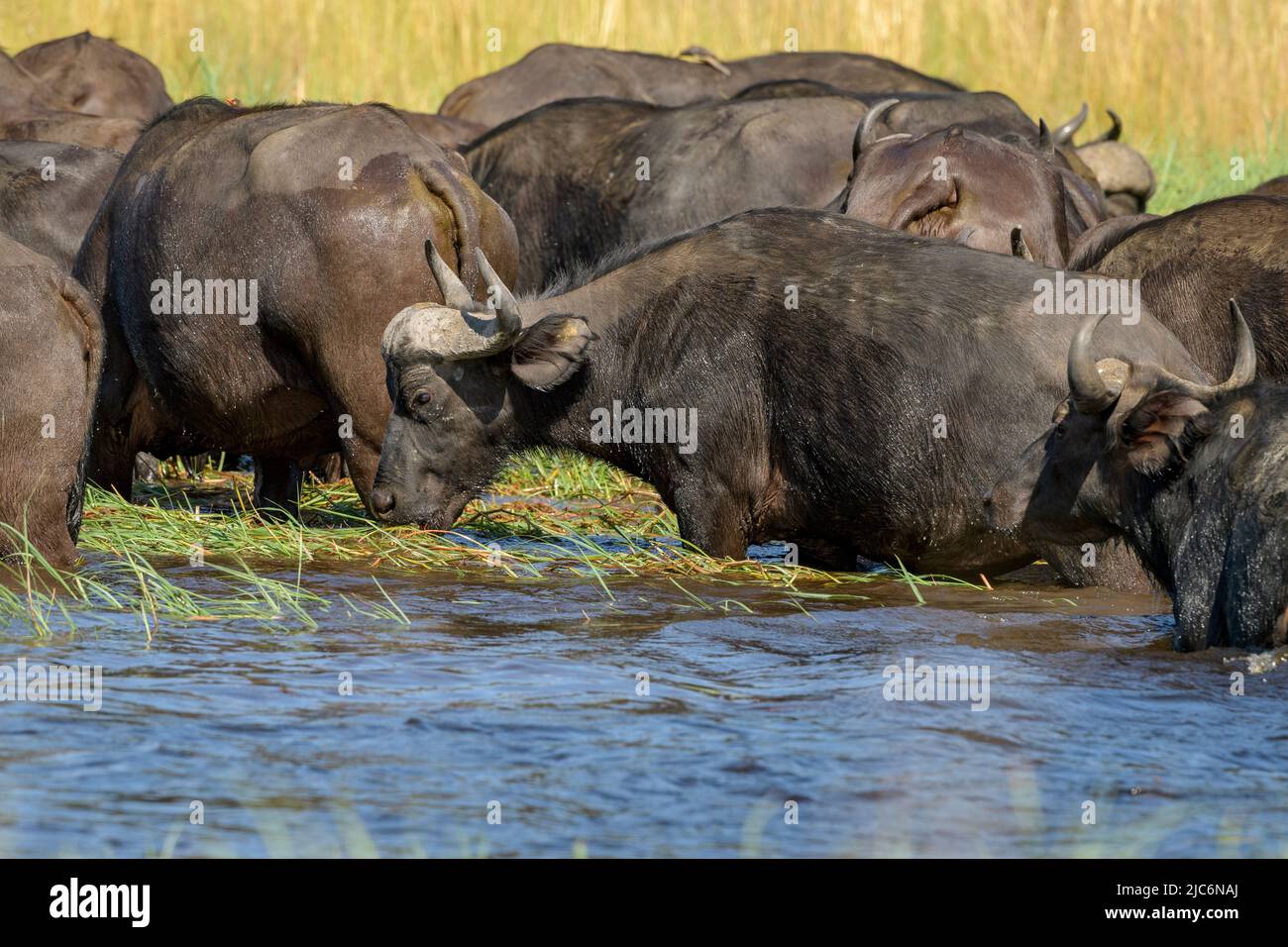 African buffalo (Syncerus caffer Stock Photo - Alamy
