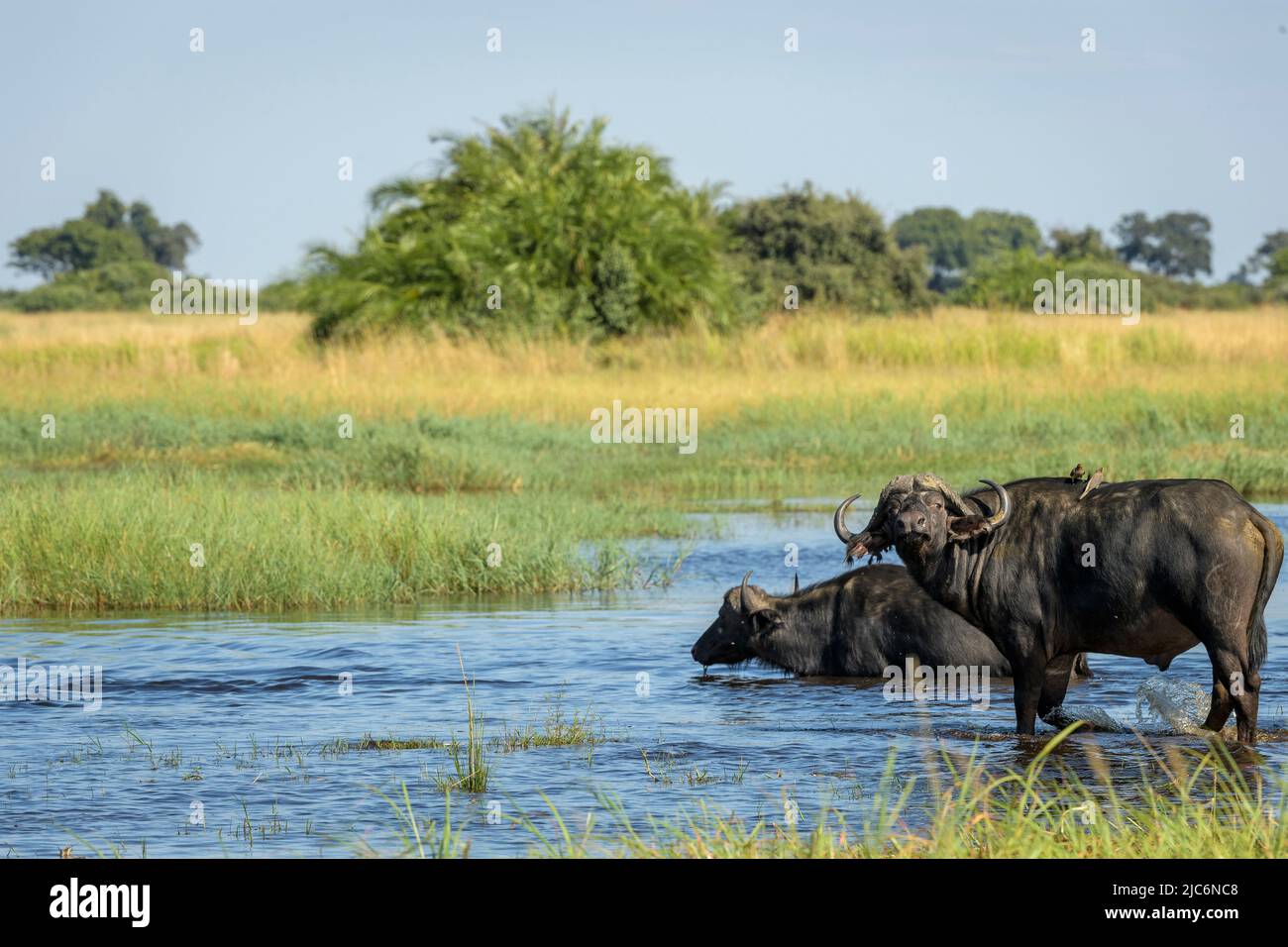 Subsaharan bovine hi-res stock photography and images - Alamy