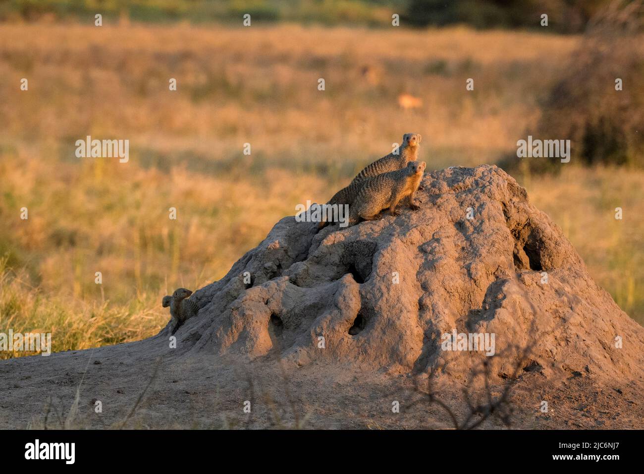 Worried mongoose pack hi-res stock photography and images - Alamy