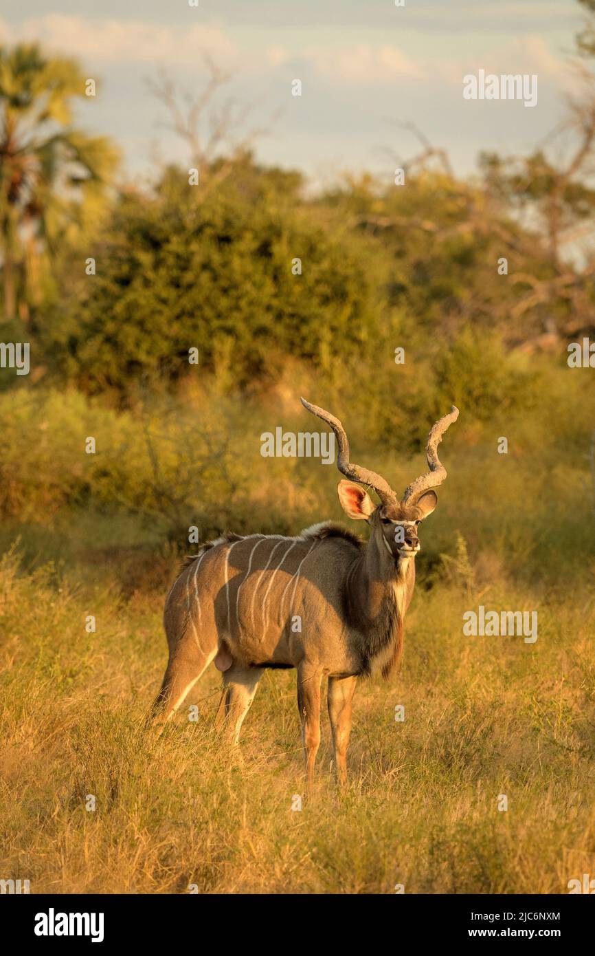 Greater kudu (Tragelaphus strepsiceros Stock Photo - Alamy