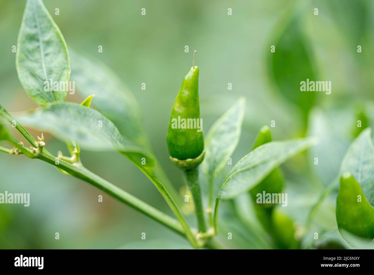 Green chilies on chili plant. Chilly tree with fresh chilies which are ...