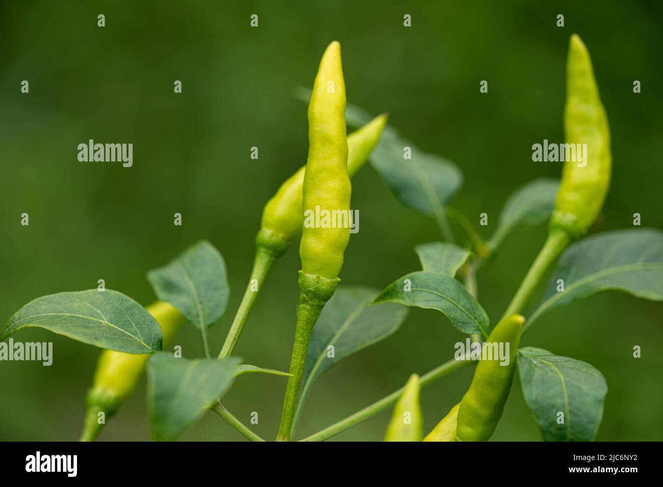 Green chilies on chili plant. Chilly tree with fresh chilies which are ...