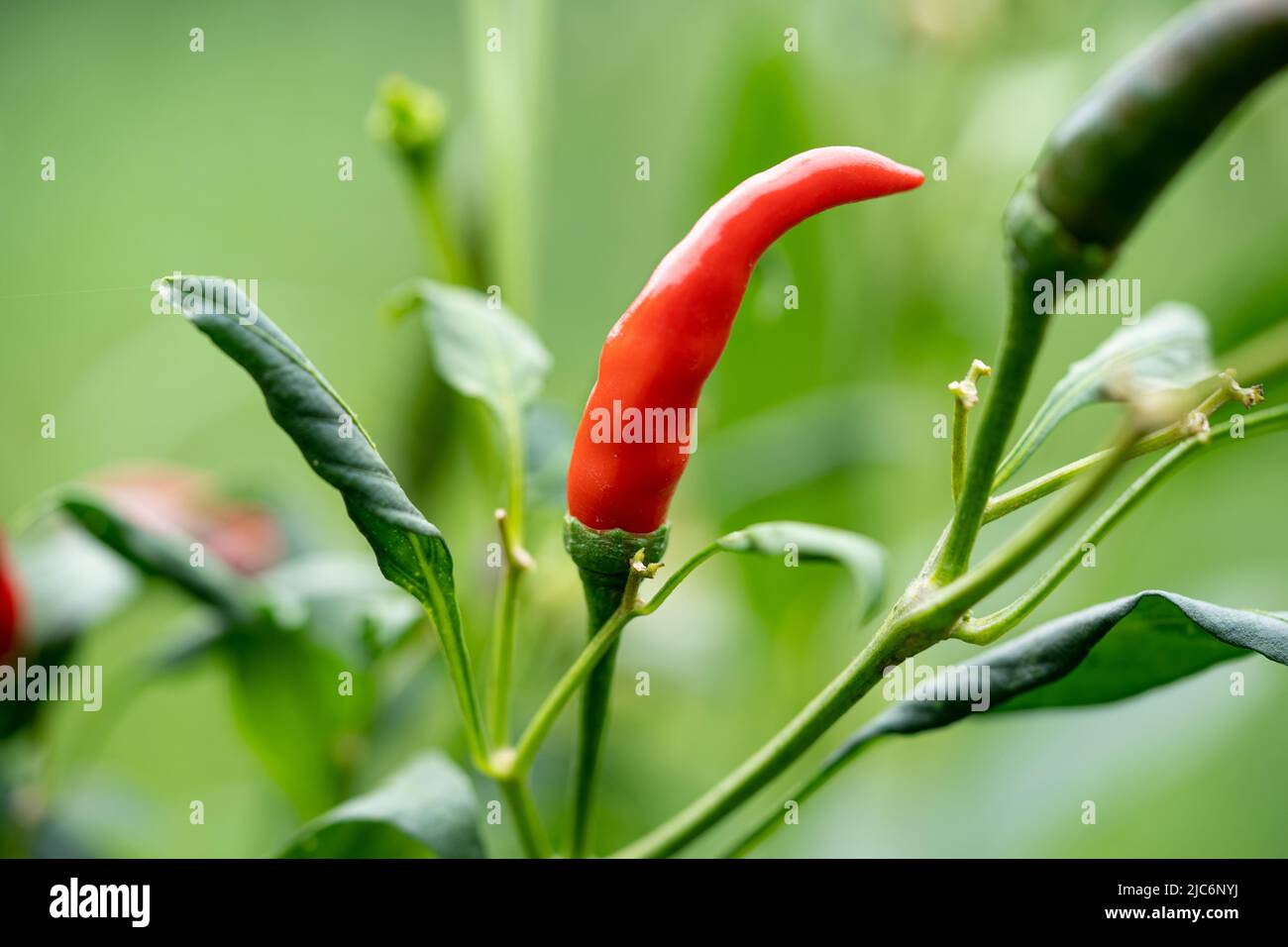 close up of Red and Green chilies bunch growing in the agricultural ...