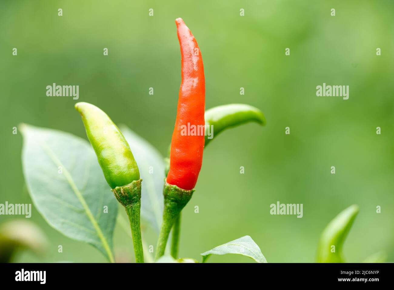 Cilli plant hi-res stock photography and images - Alamy