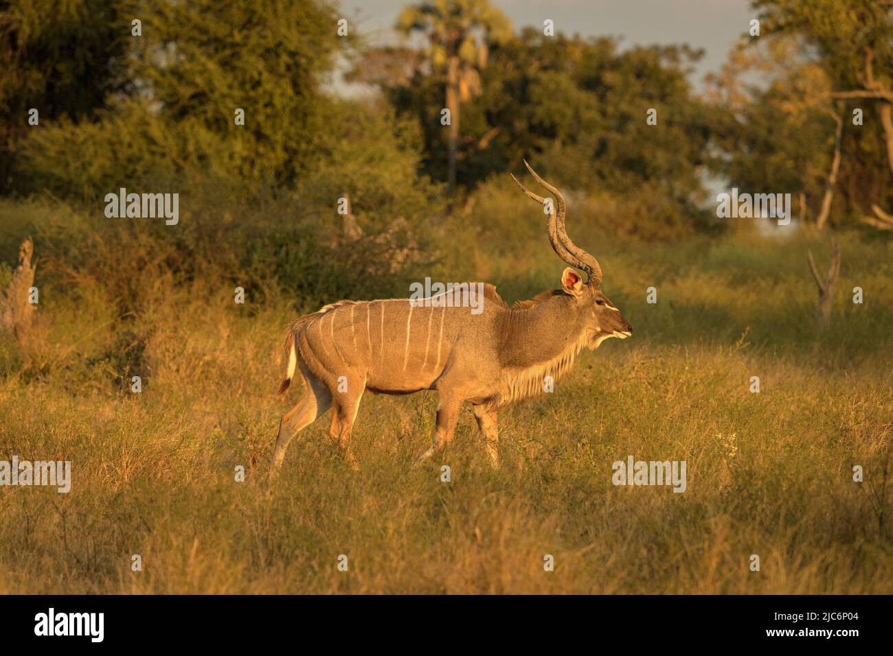 Greater kudu (Tragelaphus strepsiceros Stock Photo - Alamy