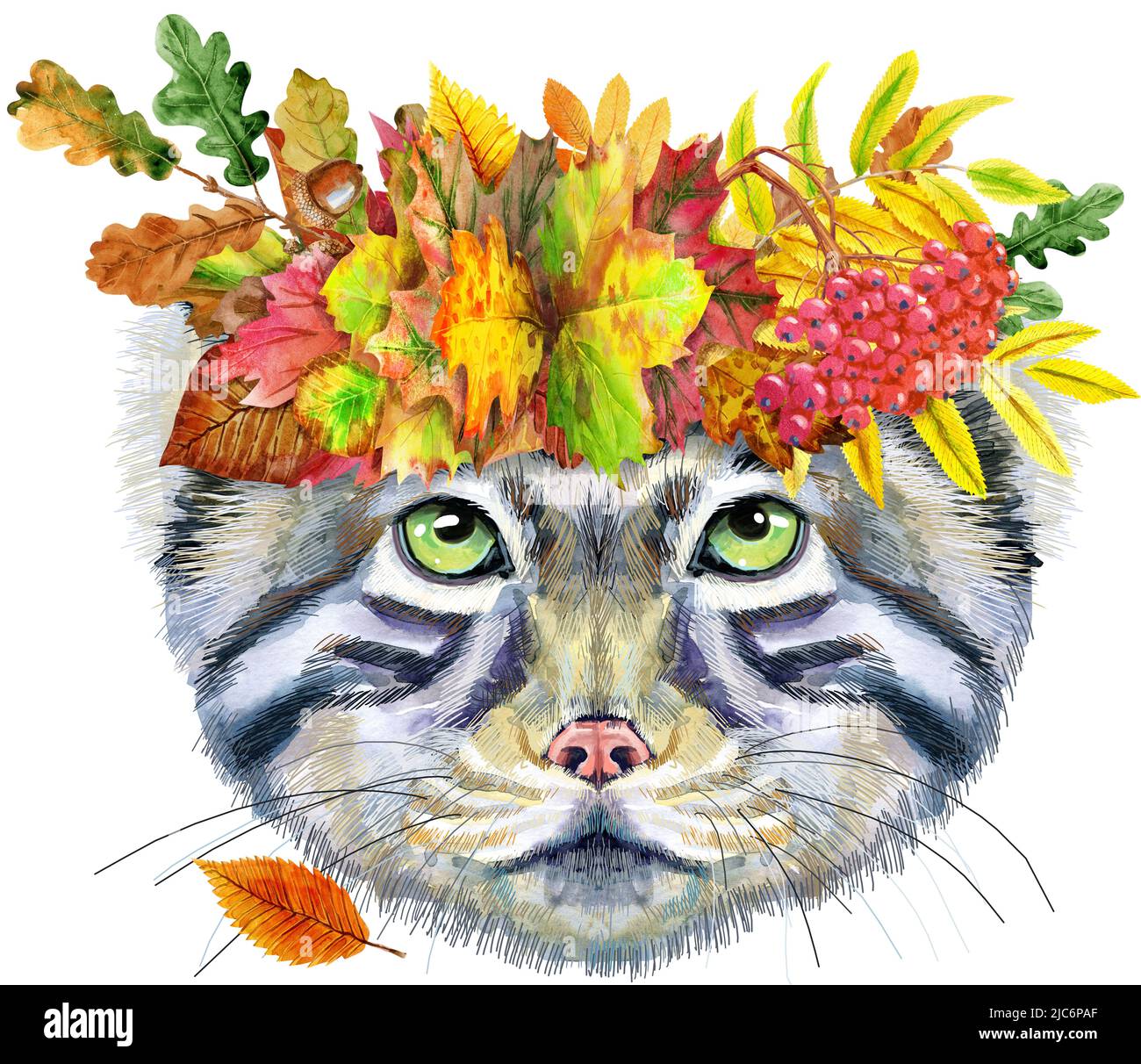 Watercolor drawing of the animal - cat manul in autumn wreath, sketch ...