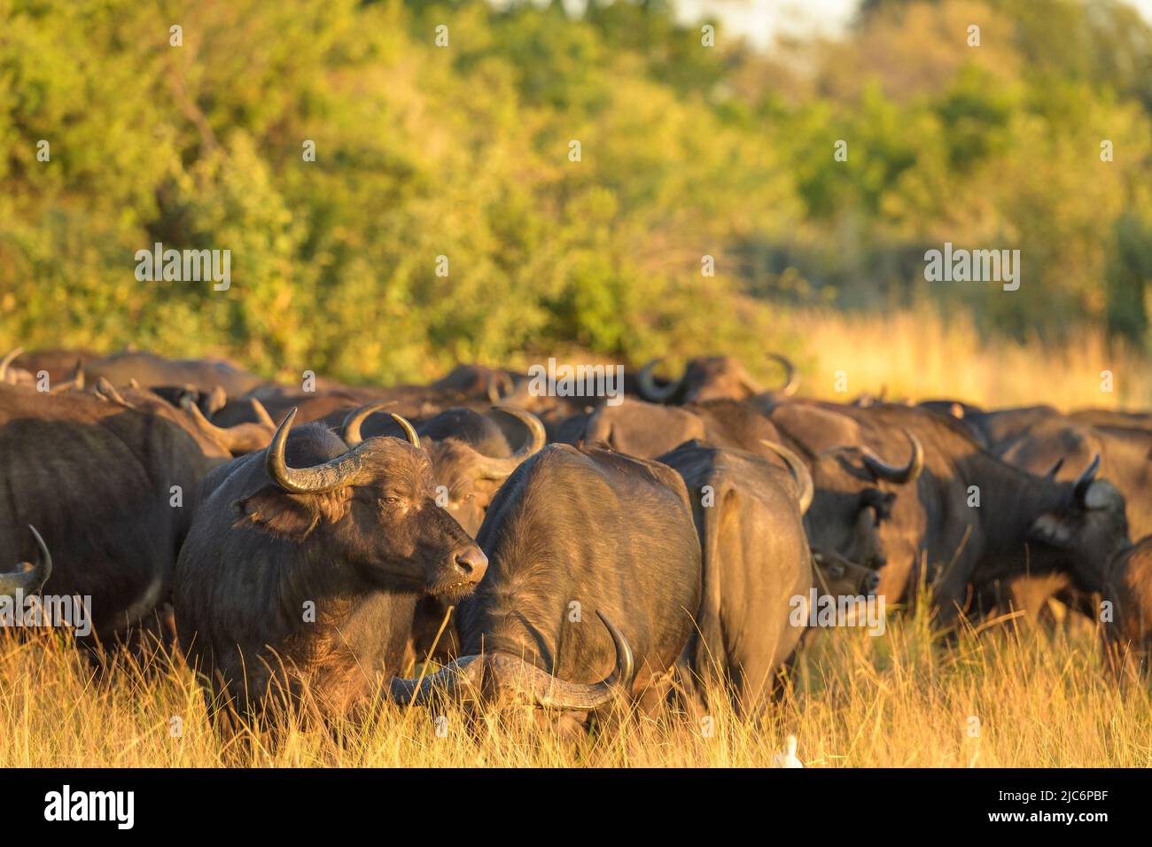 African buffalo (Syncerus caffer Stock Photo - Alamy African buffalo (Syncerus caffer Stock Photo - Alamy