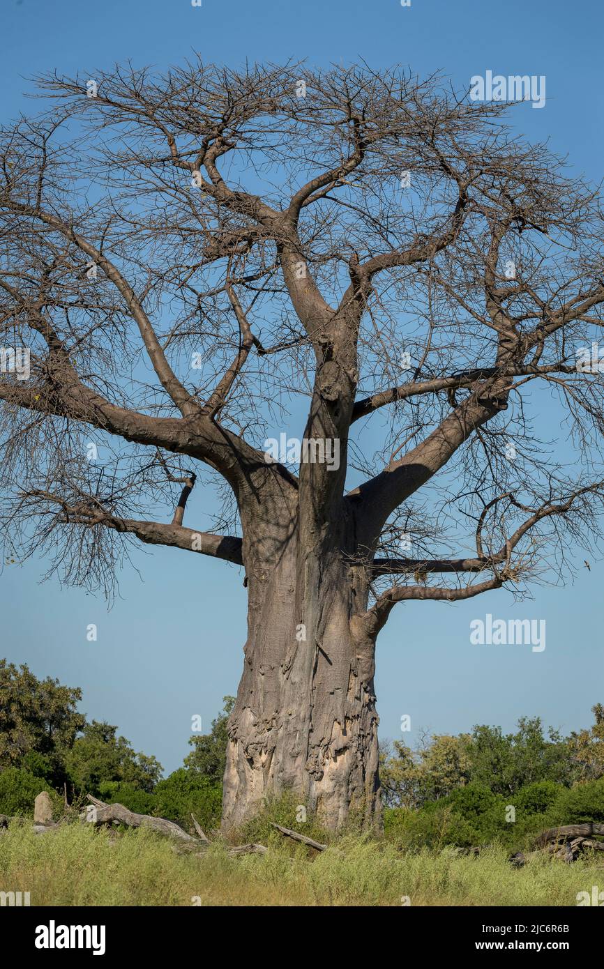 Baobab tree (Upside-down tree Stock Photo - Alamy