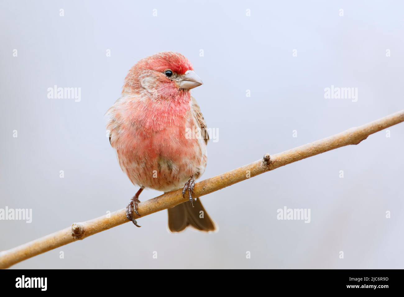 House Finch (Haemorhous mexicanus) male sitting on branch at Jamaica ...