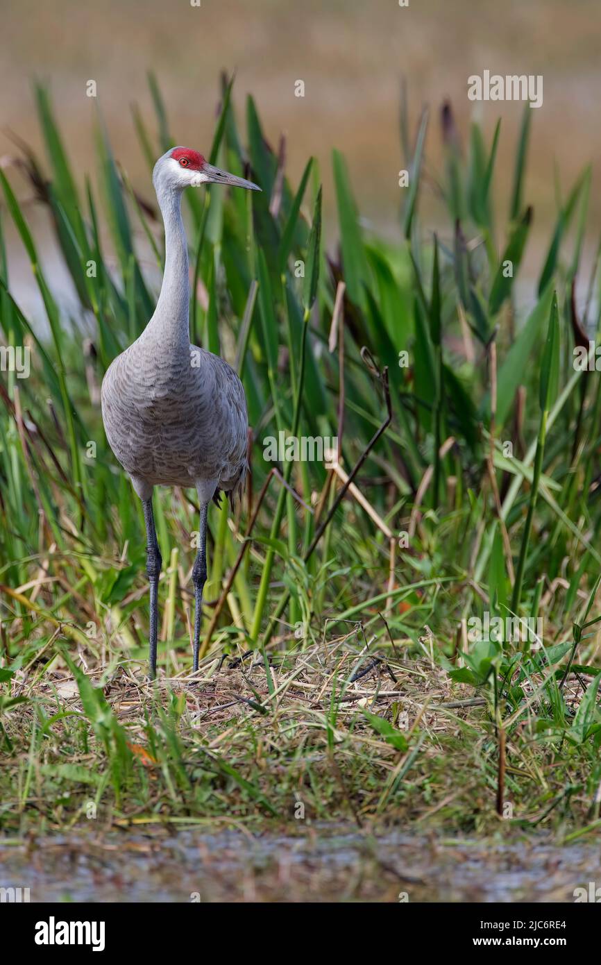 Sandhill Crane (Grus canadensis) standing in marsh, Florida, USA Stock ...