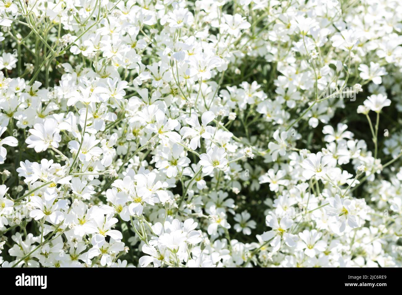 Bouquet of beautiful white Gypsophila (Baby's Breath flowers Stock ...