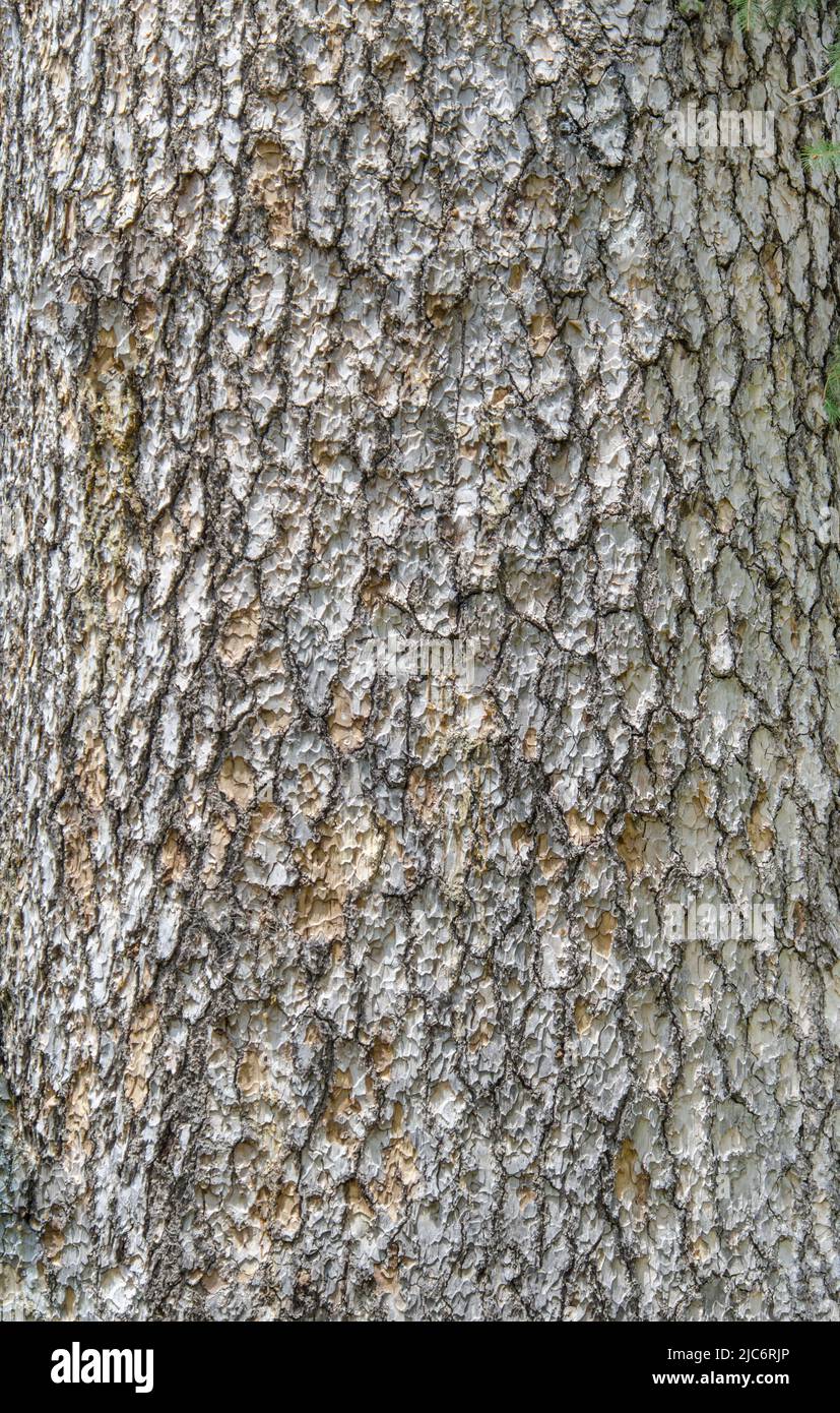 Elder tree bark hi-res stock photography and images - Alamy