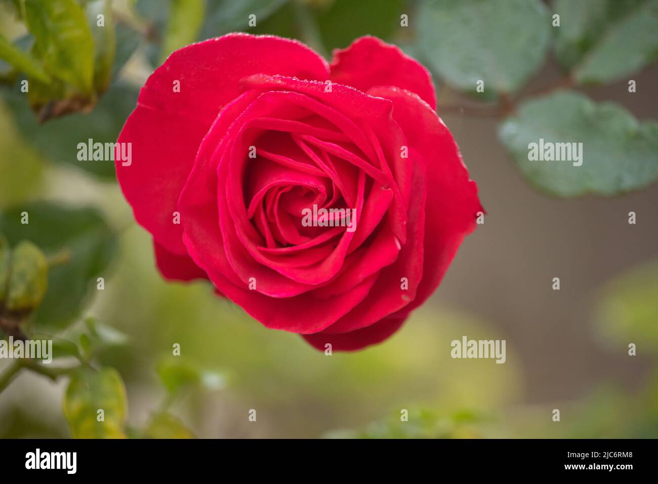 A beautiful red rose captured from front Stock Photo - Alamy