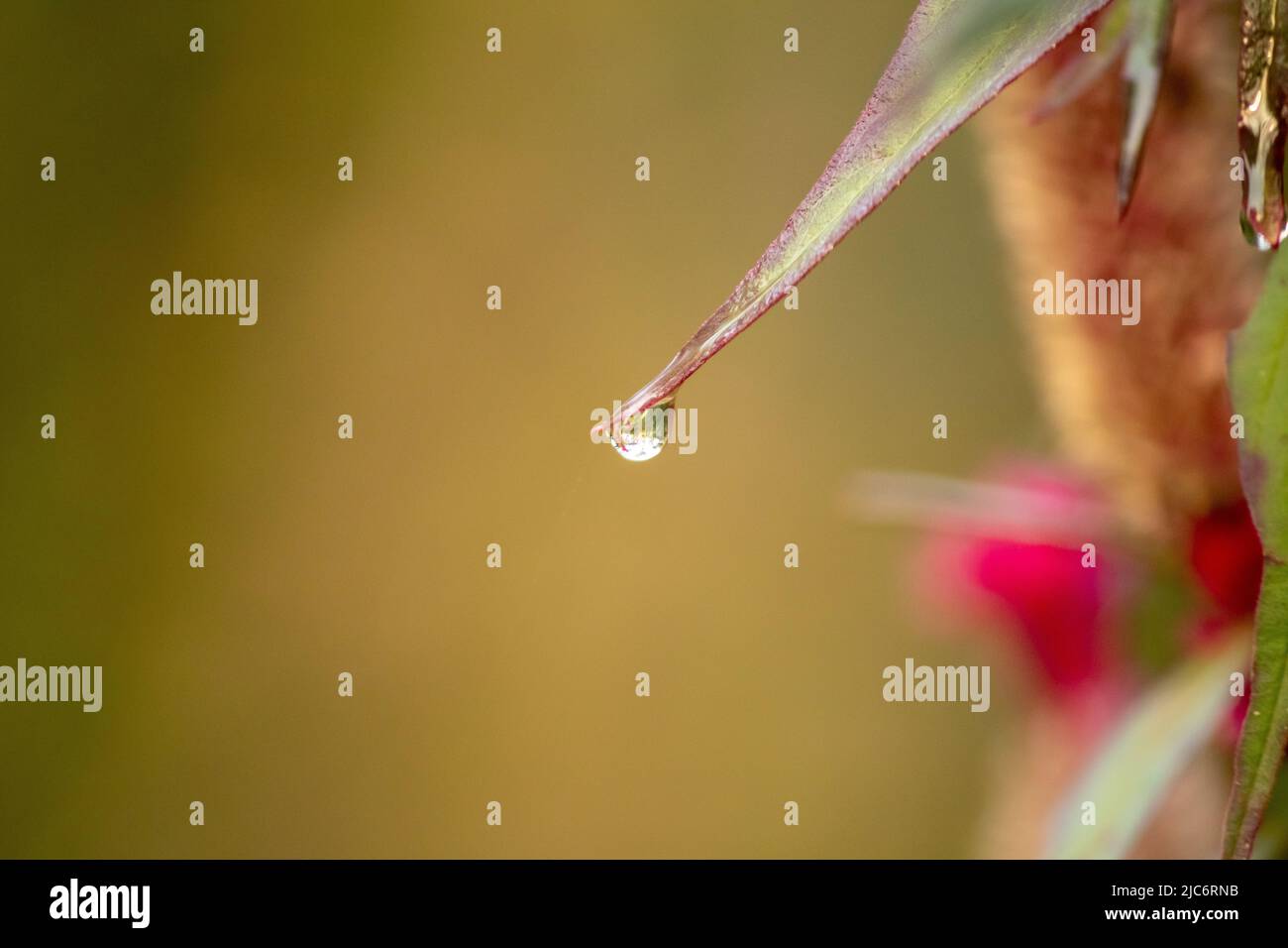 Water drop falling from leaf captured Stock Photo - Alamy