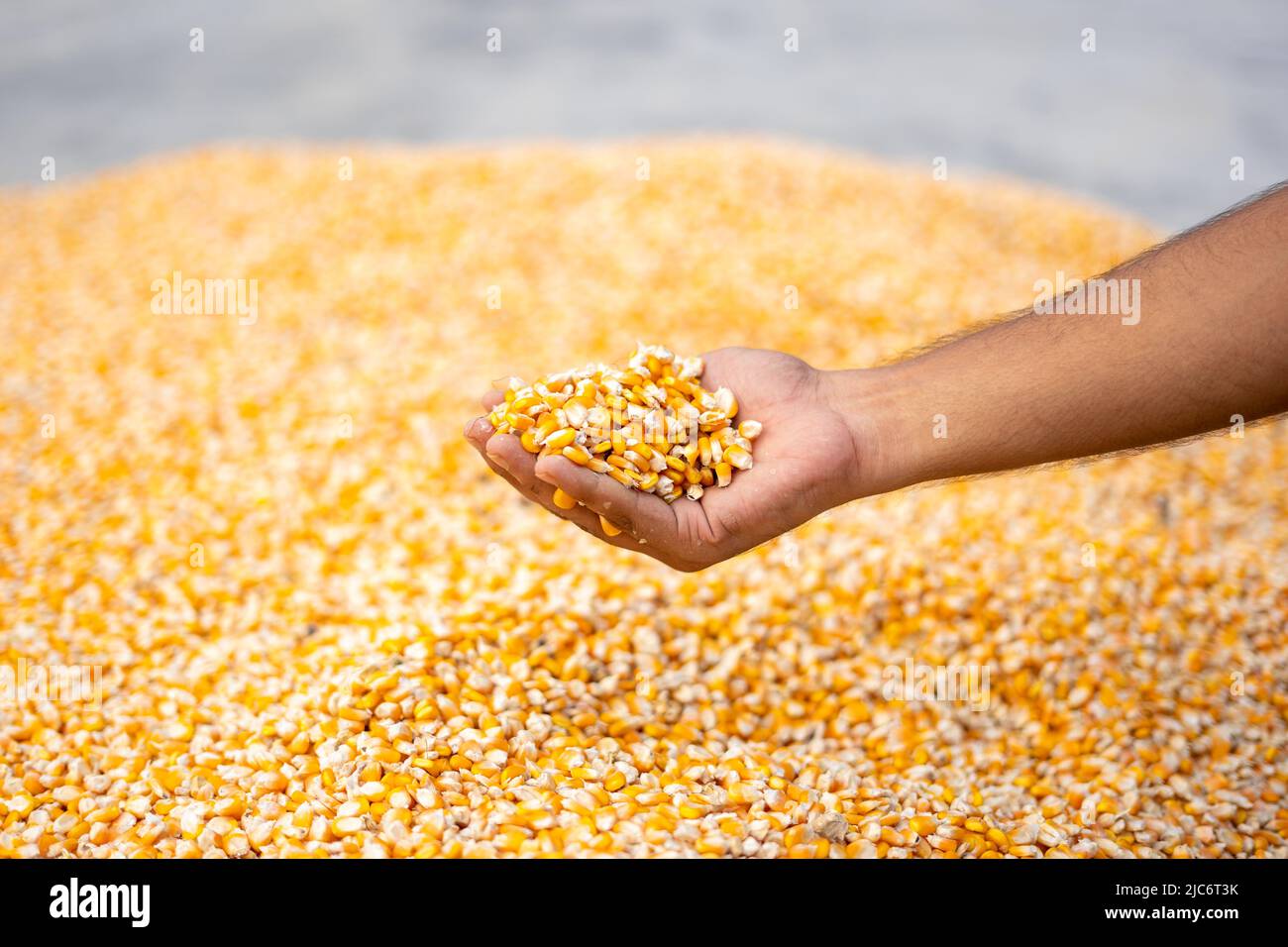 Farmer holding corn grains in his hands Stock Photo - Alamy