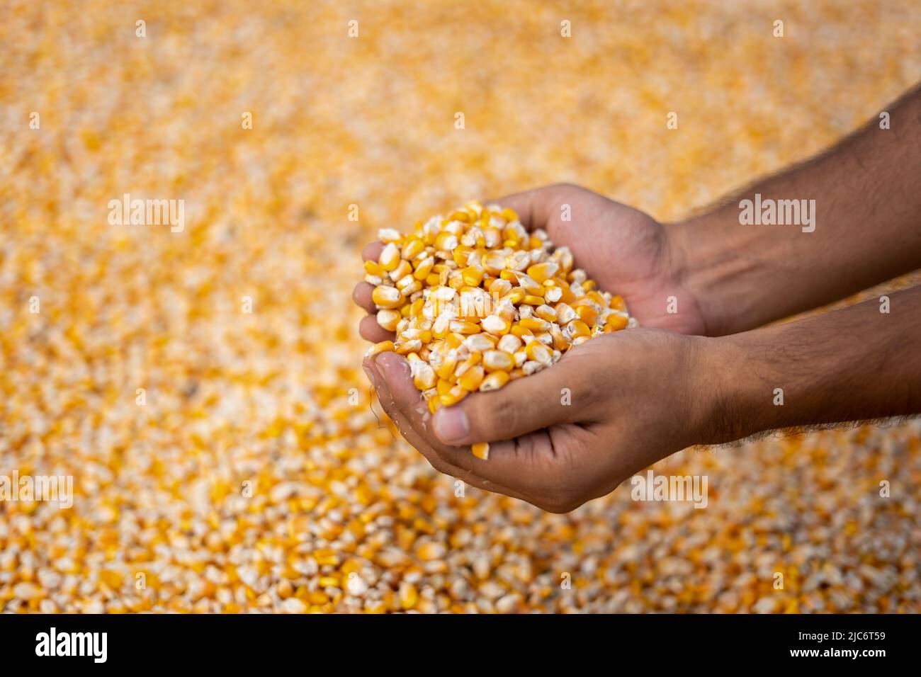 Corn seed in farmer hands hi-res stock photography and images - Alamy