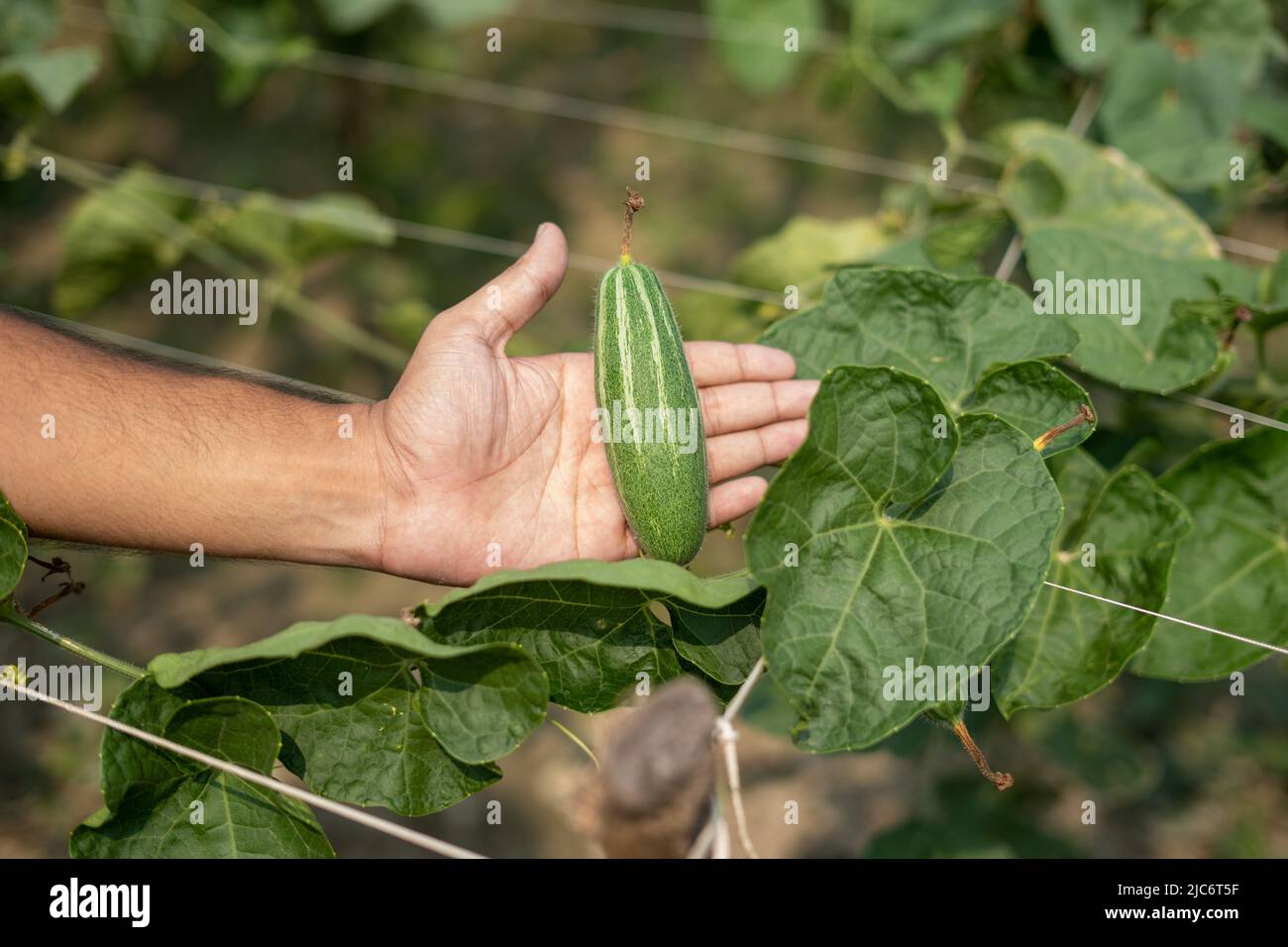Hand holding green pointed gourd in vegetable garden Stock Photo - Alamy