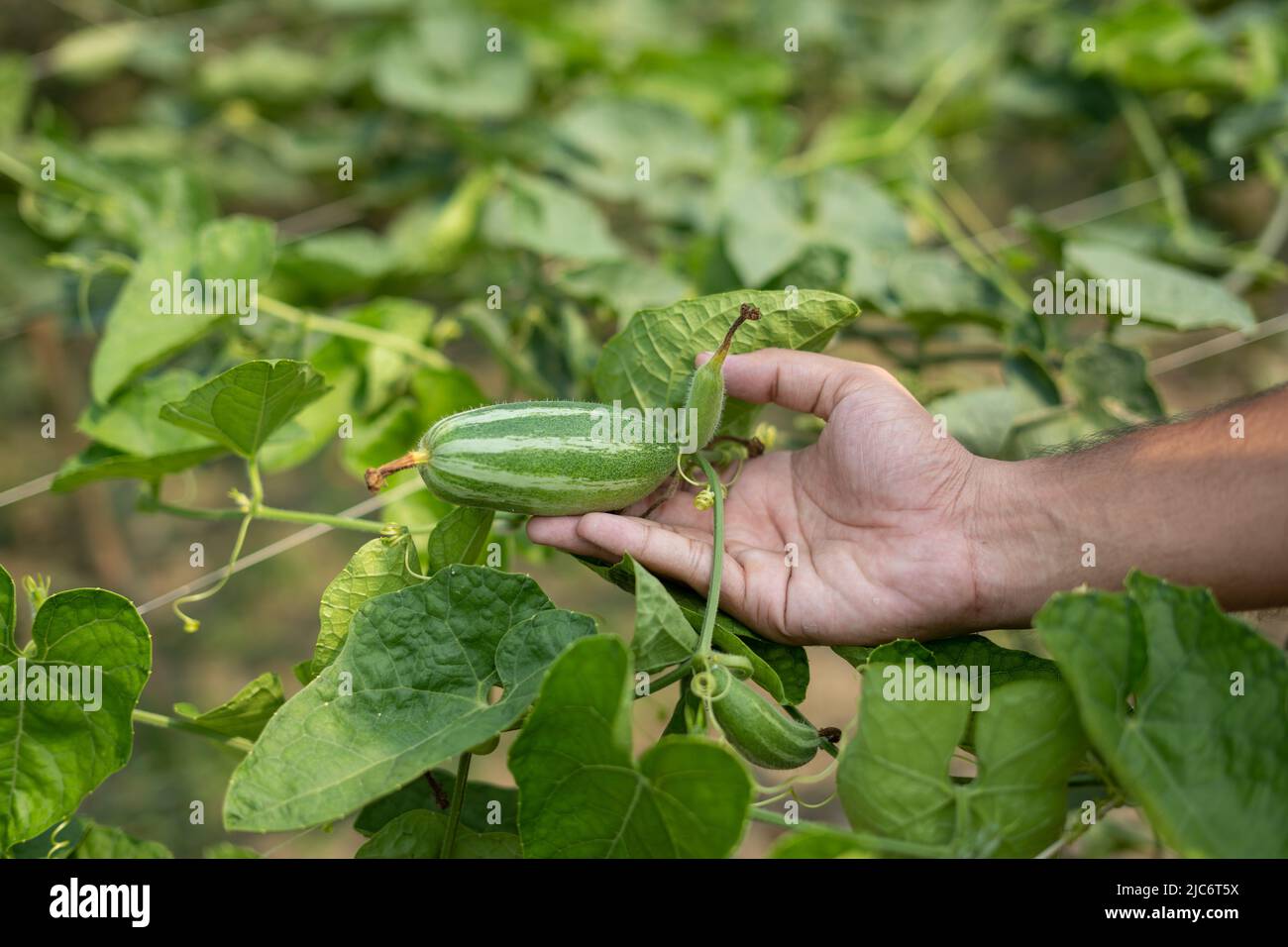Pointed gourd in telugu hi-res stock photography and images - Alamy