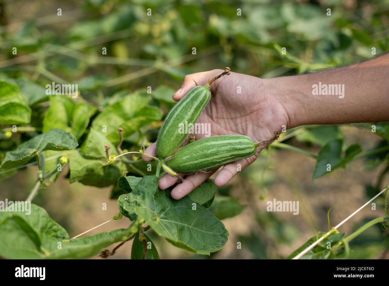 Hand holding green pointed gourd in vegetable garden Stock Photo - Alamy