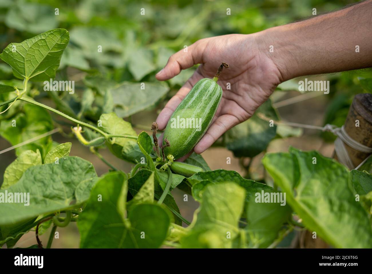 Hand holding green pointed gourd in vegetable garden Stock Photo - Alamy