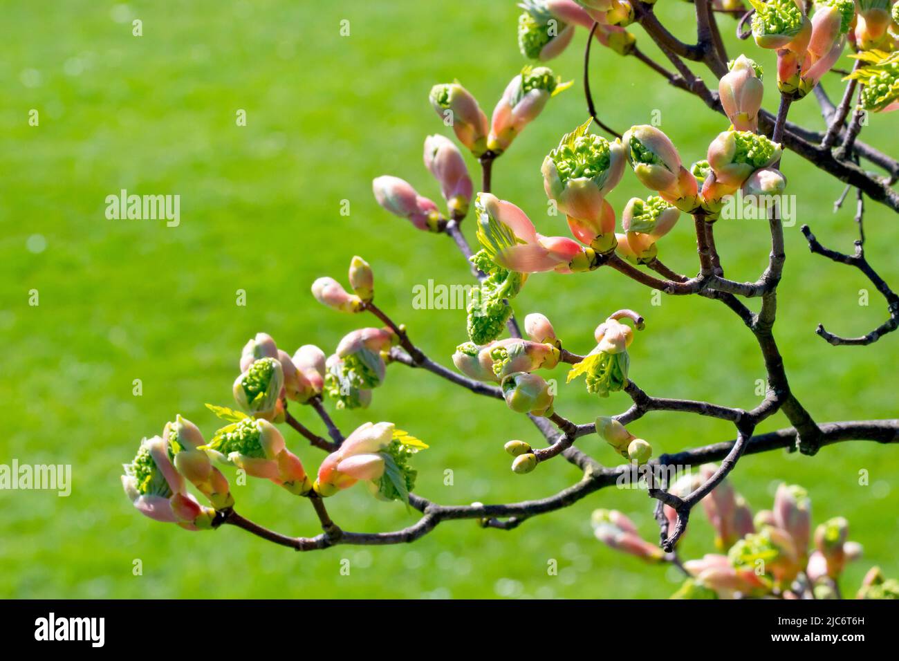 Sycamore (acer pseudoplatanus), close up of a low hanging branch ...