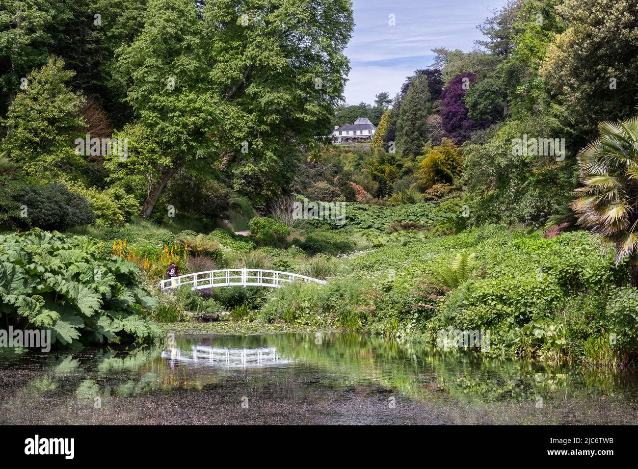 The iconic view from the Mallard Pond up the wooded sub-tropical valley ...