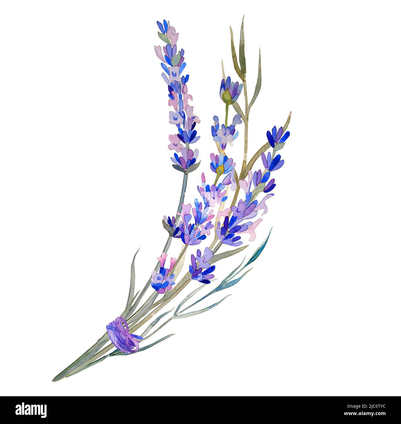 Lavender flowers and branches bouquet watercolor illustration. Provence ...