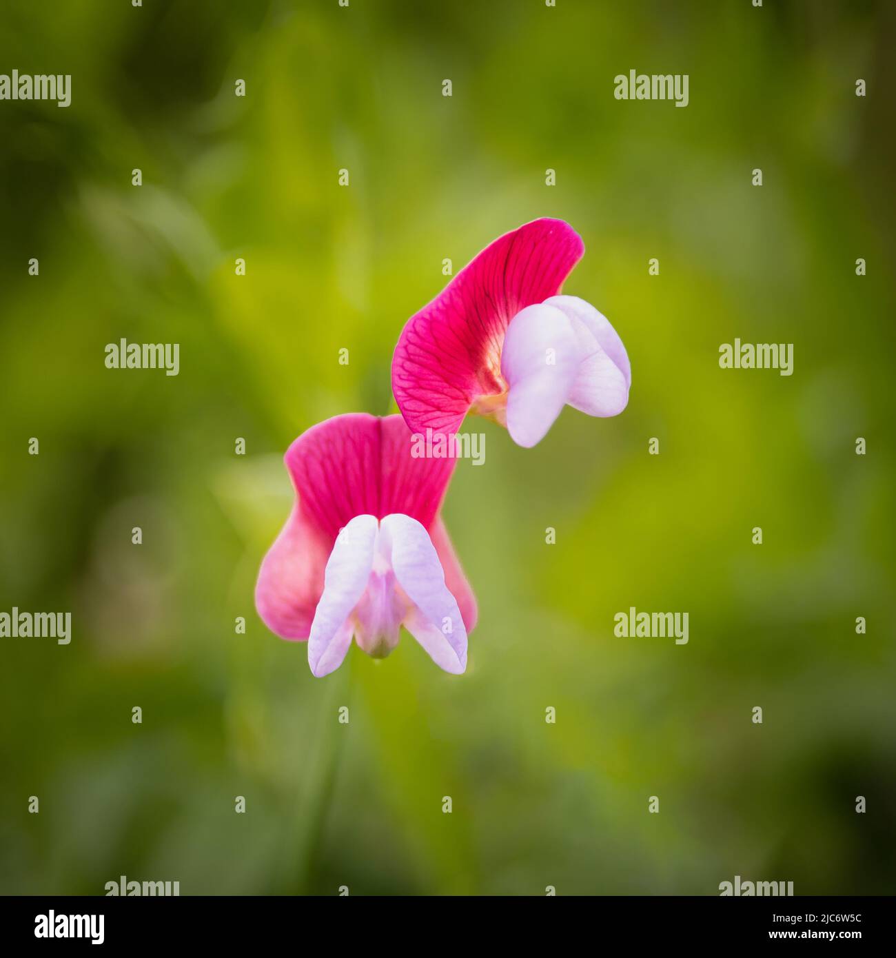 Crimson pea, pink and lilac flower. Lathyrus clymenum Stock Photo - Alamy