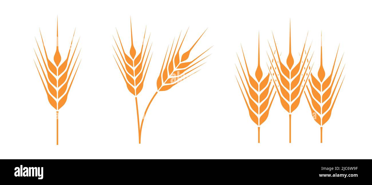 Ripe wheat or grain harvest symbol farming vector illustration icon ...