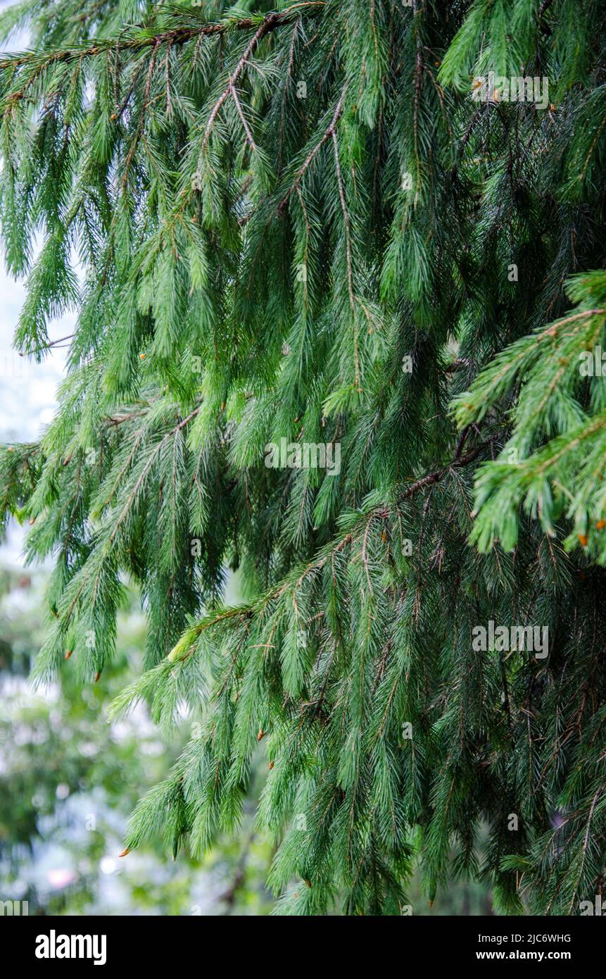 Georgia pine tree hi-res stock photography and images - Alamy