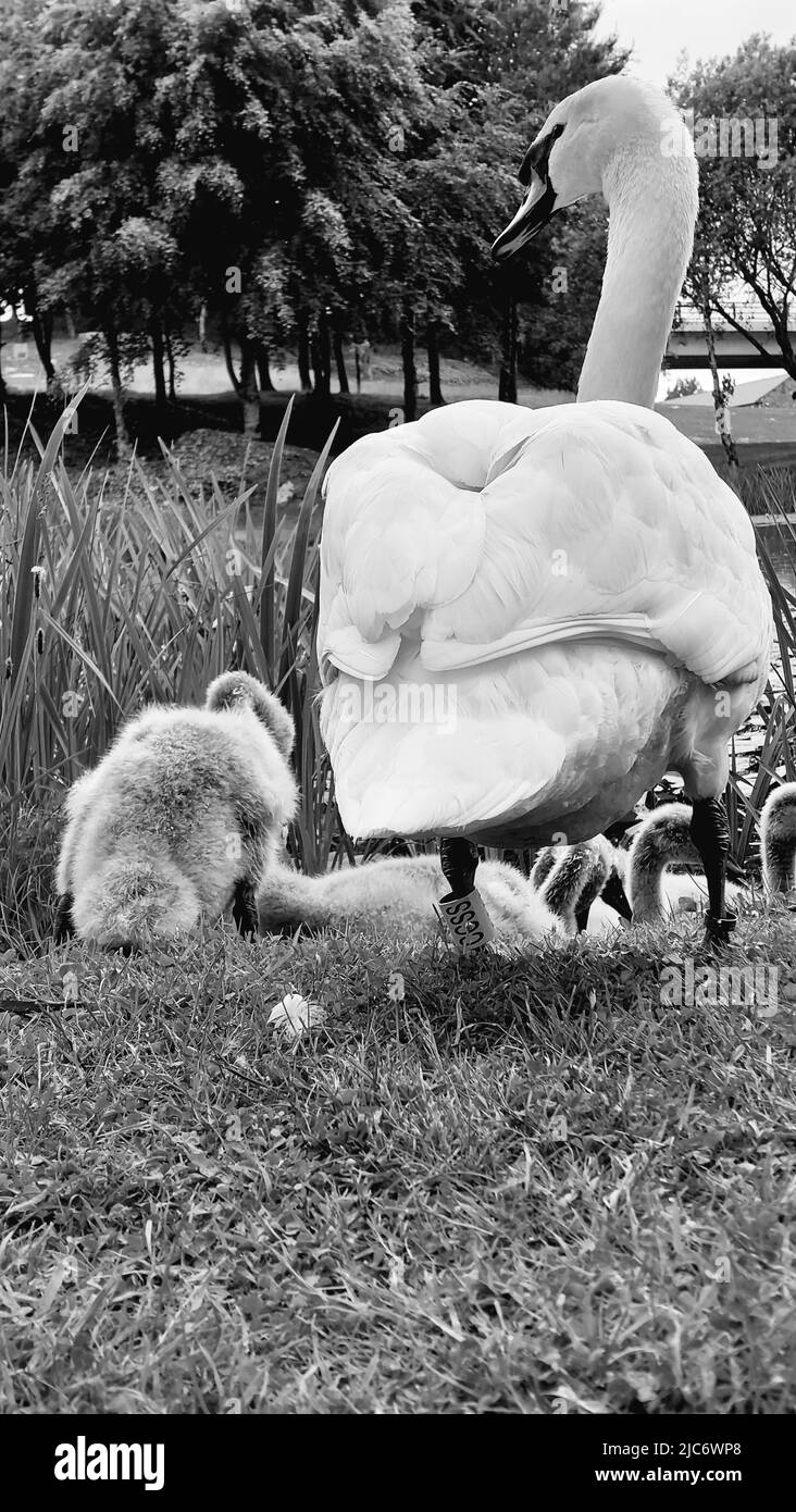 Female swan Black and White Stock Photos & Images - Alamy