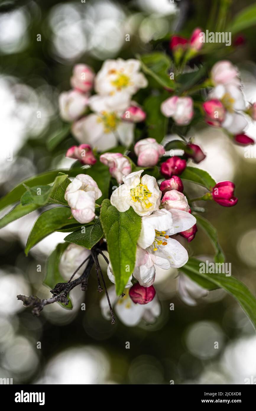 Flowers of Flowering Crabapple (Malus spectabilis Stock Photo - Alamy