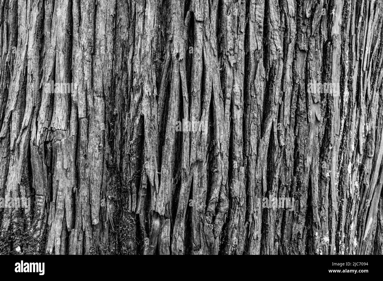 Tree bark background, close-up. Natural trunk textured. Relief texture ...