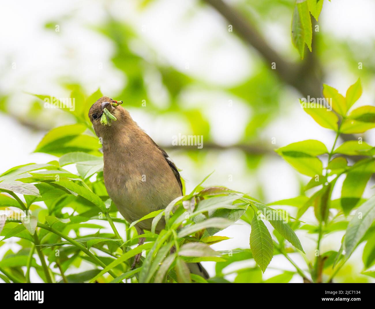 Welsh wildlife centre family hi-res stock photography and images - Alamy