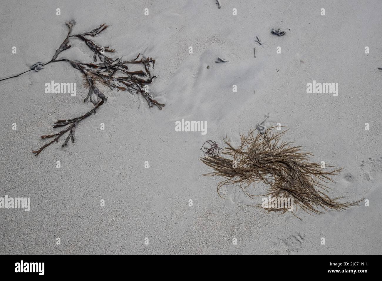 Seaweed washed up on the strand line of the North Uist white sandy ...