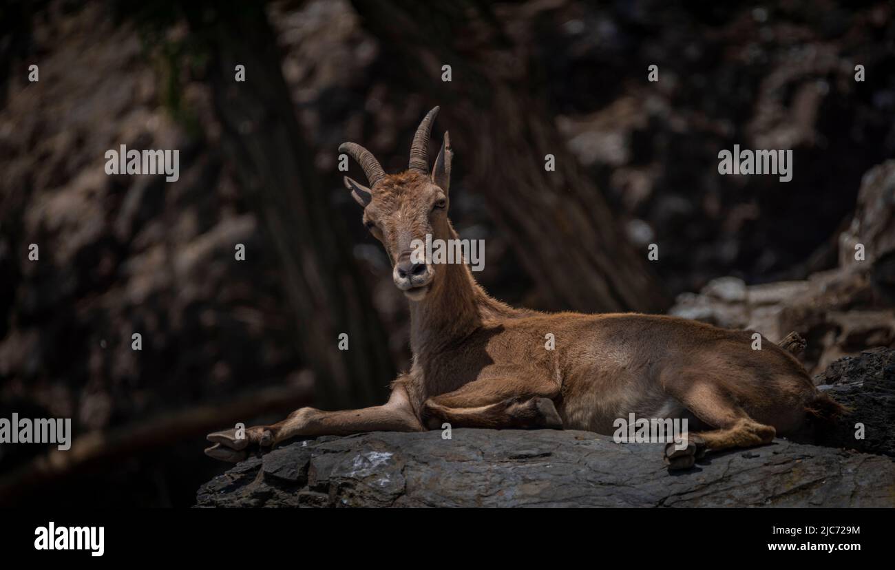Special goat on big rock in spring sunny hot windy fresh day Stock ...