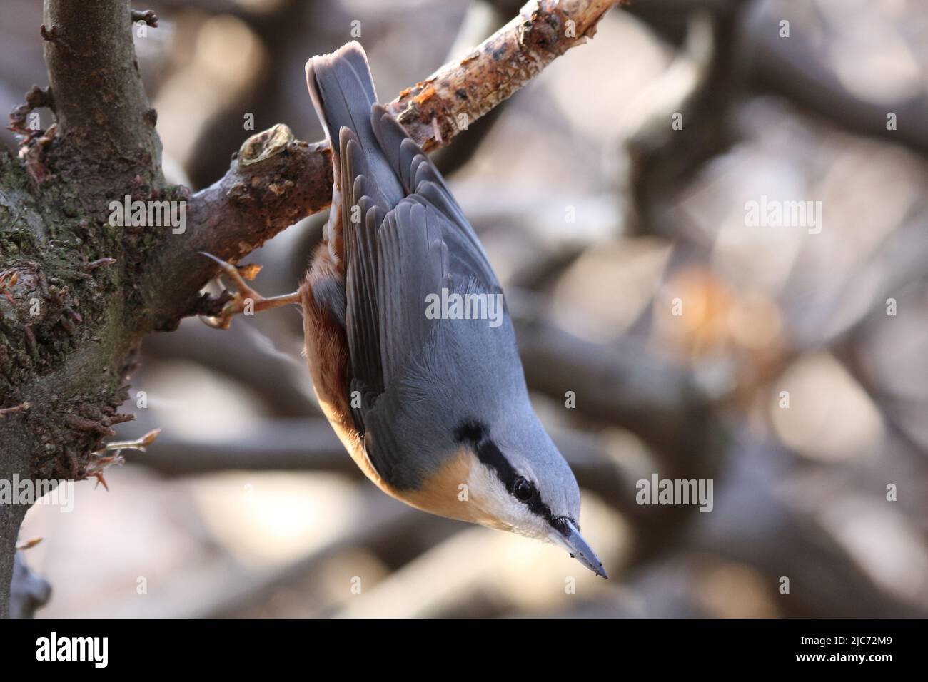 Eurasian nuthatch head down at a tree branch Stock Photo - Alamy