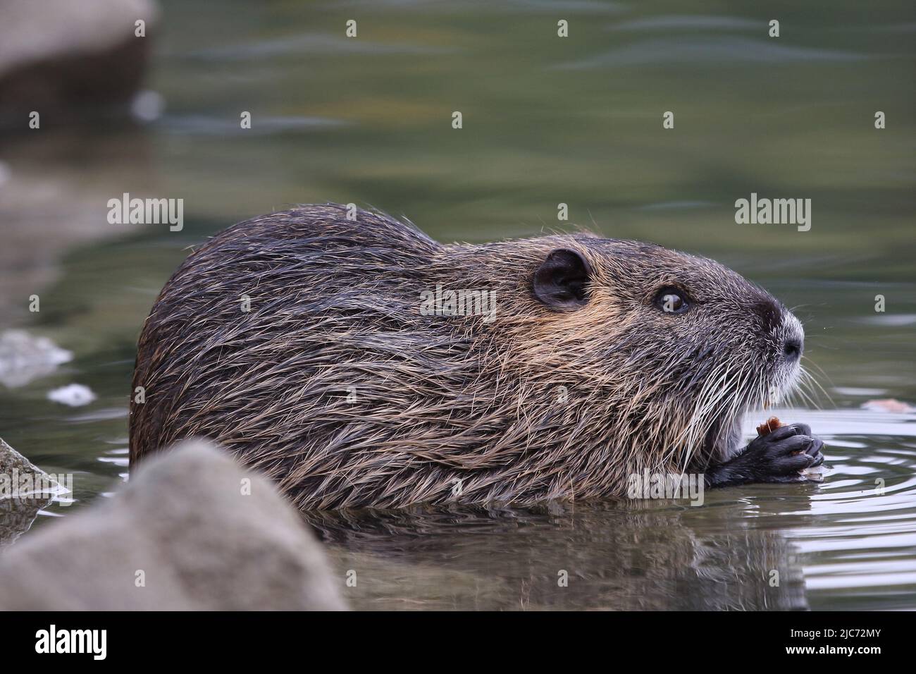 Groundhog feeding hi-res stock photography and images - Alamy