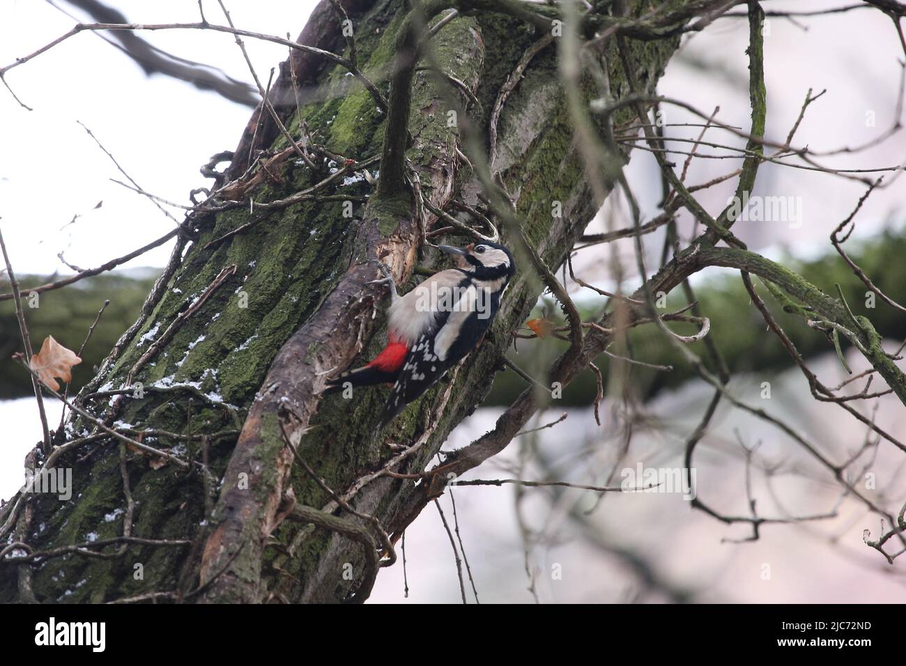 great spotted woodpecker hacking wood of a tree Stock Photo - Alamy