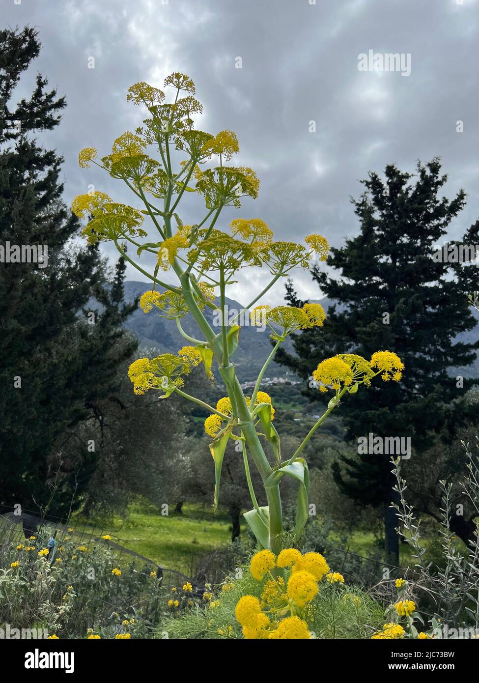 Ferule commune hi-res stock photography and images - Alamy