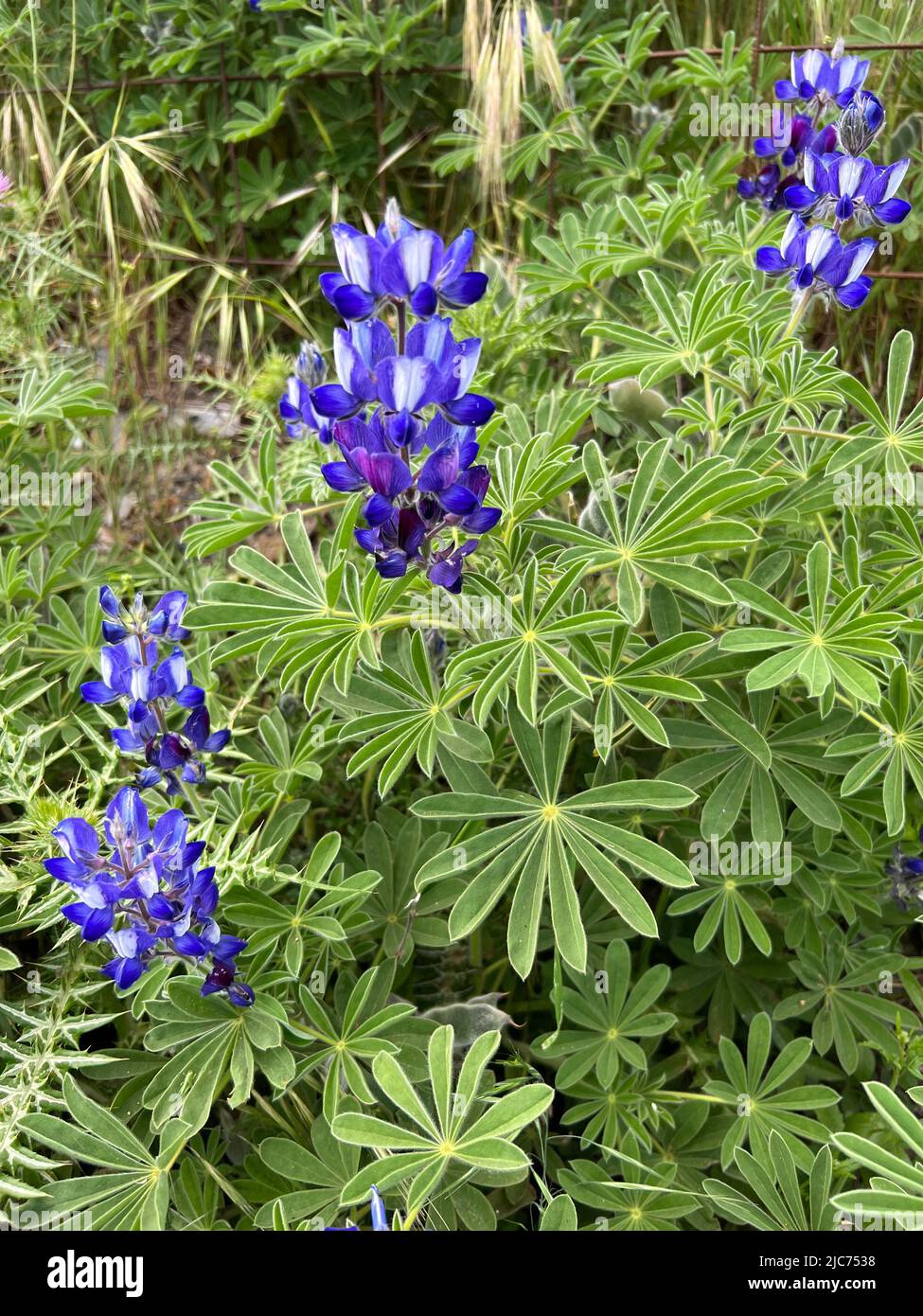 blue lupin, narrowleaf lupin or narrow-leaved lupin - Lupinus ...