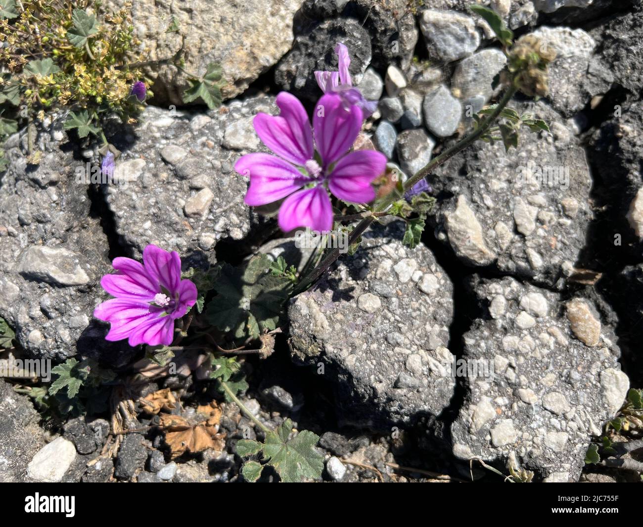mallow - Malva sylvestris - Wilde Malve - Grande mauve Stock Photo - Alamy