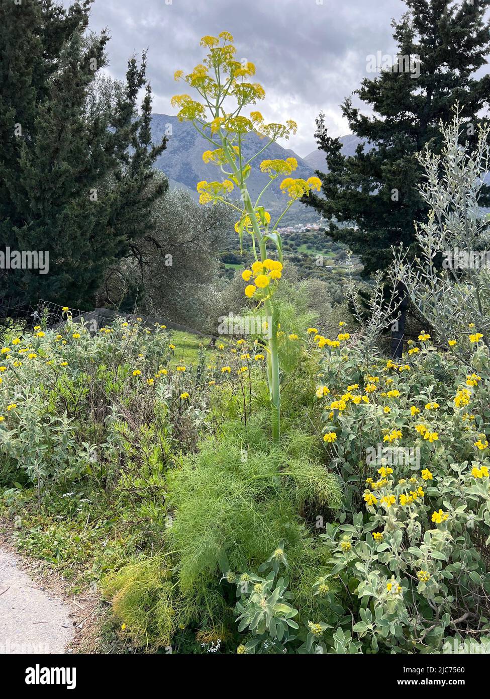 Ferule commune hi-res stock photography and images - Alamy