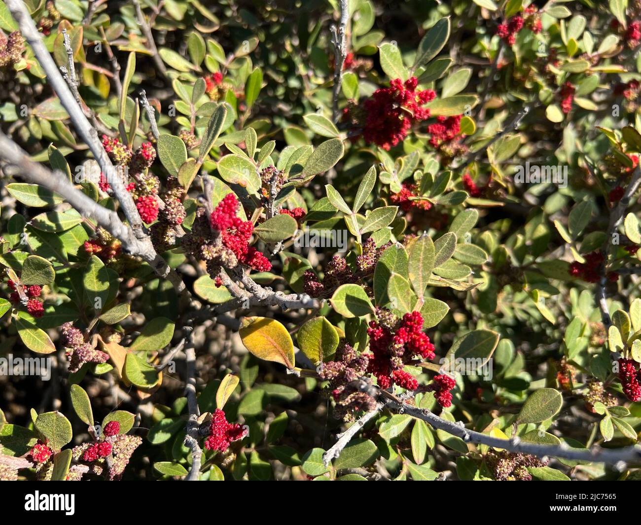 mastic - Pistacia lentiscus - Mastixstrauch - L’Arbre au mastic, ou ...