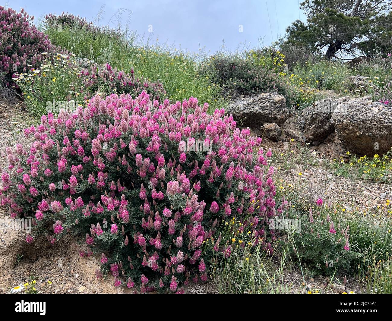 Cretan ebony - Ebenus cretica - Kretischer Ebenholzstrauch - Ebenus ...