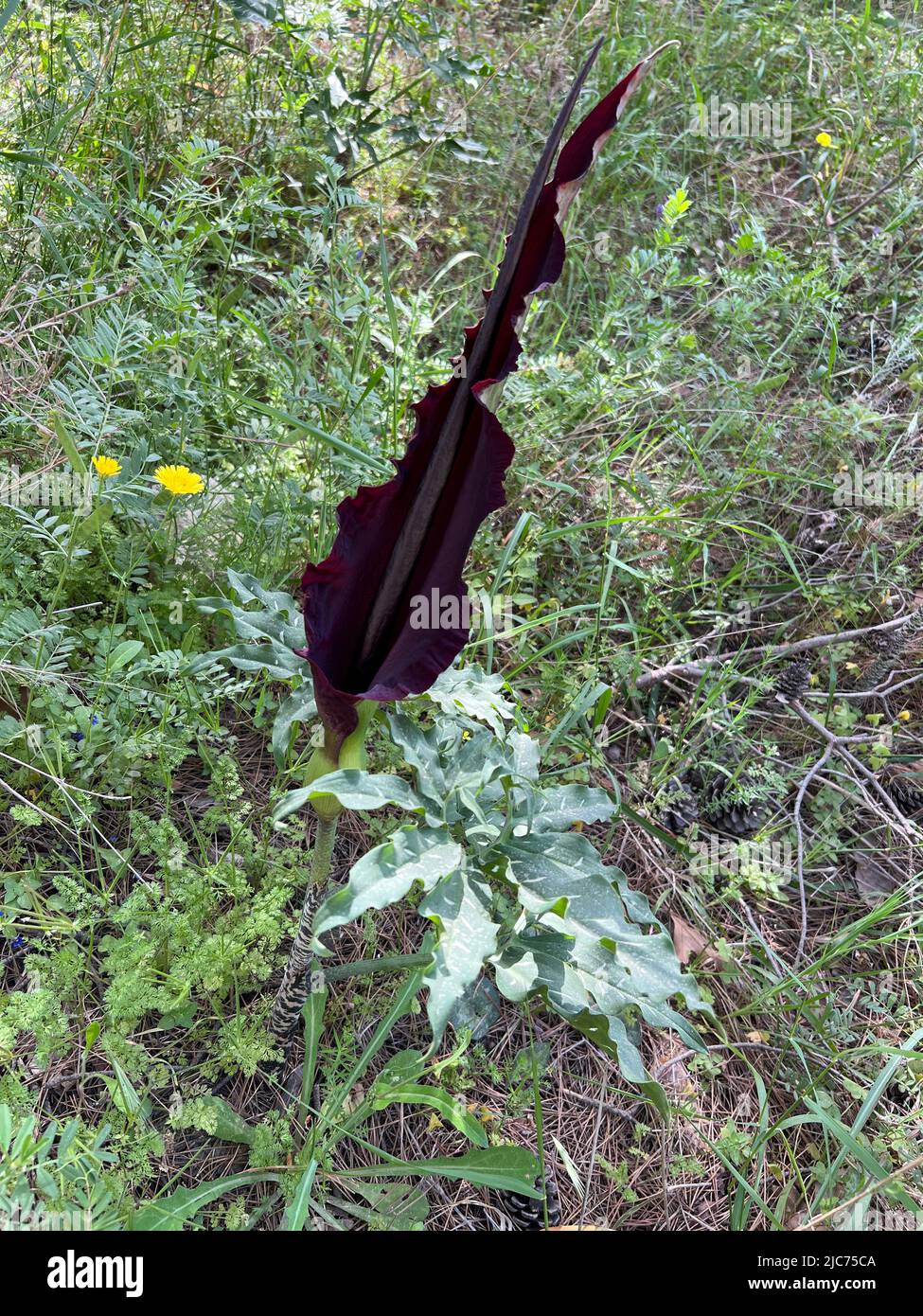 common dracunculu - Dracunculus vulgaris, Synonym: Arum dracunculus ...