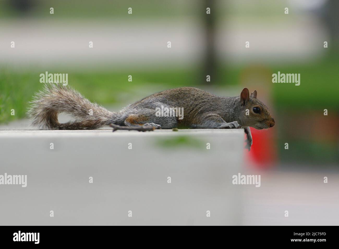 Eastern washington wildlife hi-res stock photography and images - Alamy