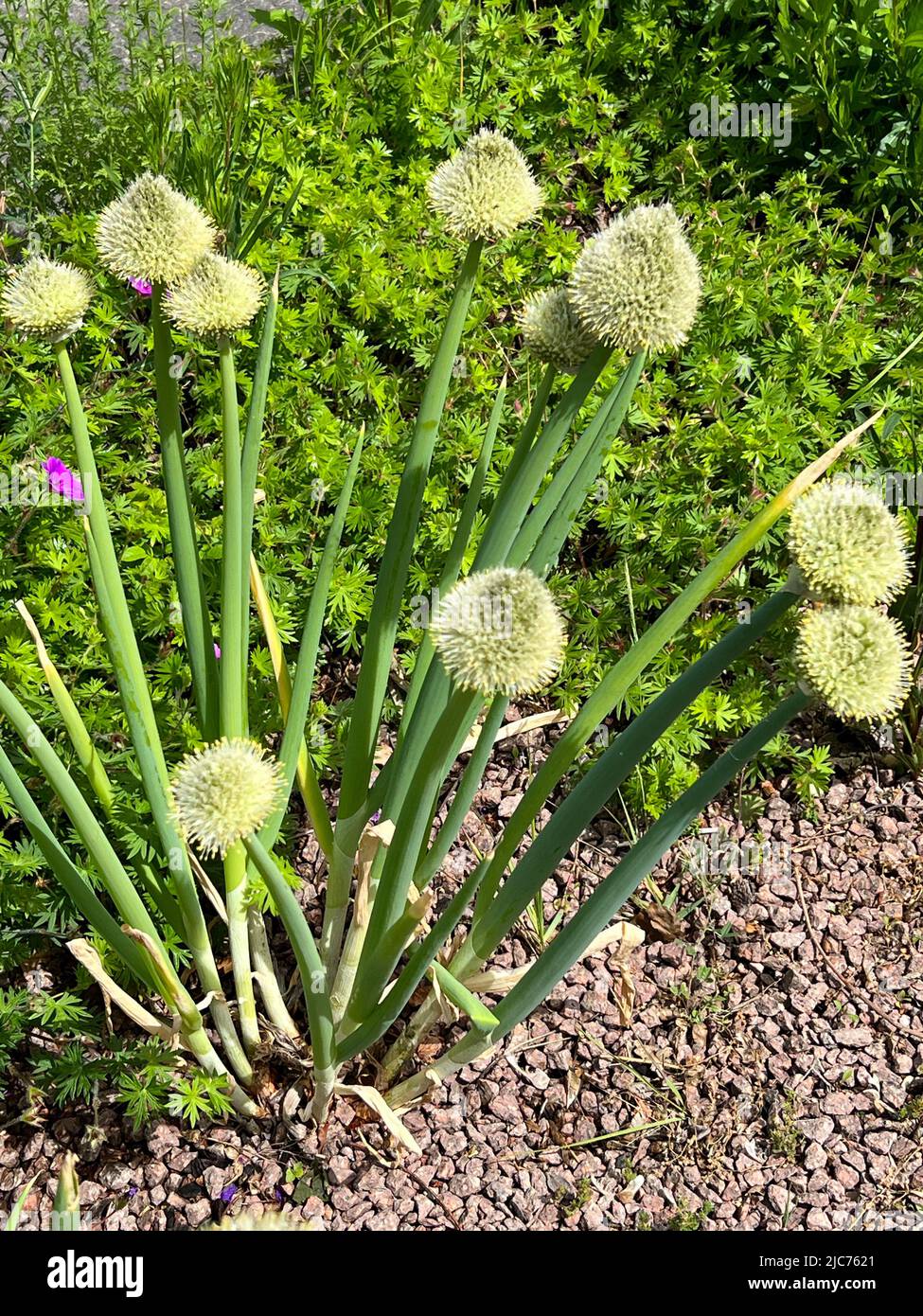 Allium Fistulosum
