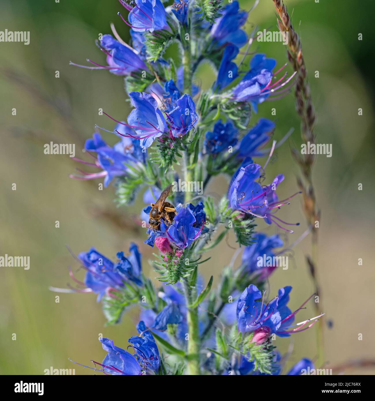Flowering blue viper's bugloss, Echium vulgare Stock Photo - Alamy