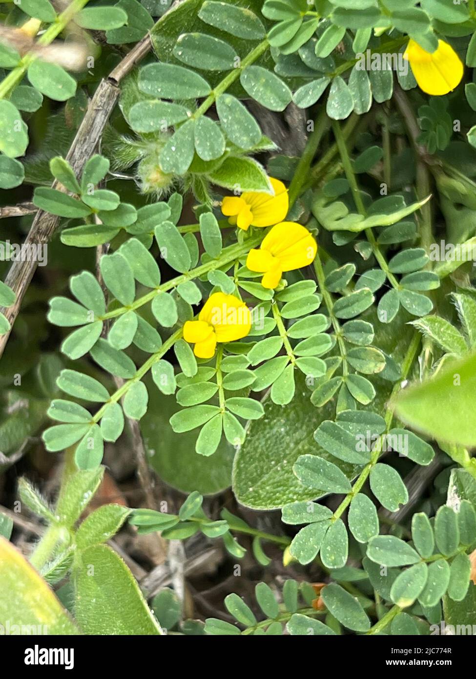 Hippocrepis a toupet hi-res stock photography and images - Alamy